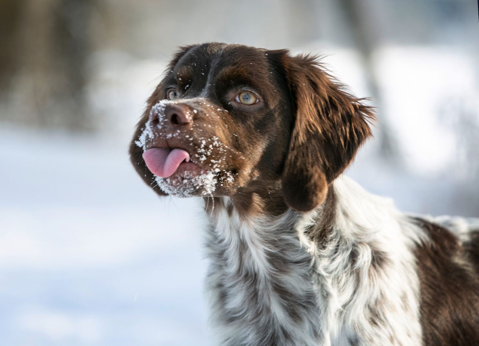 DER BRETONE. – Club für Bretonische Vorstehhunde
